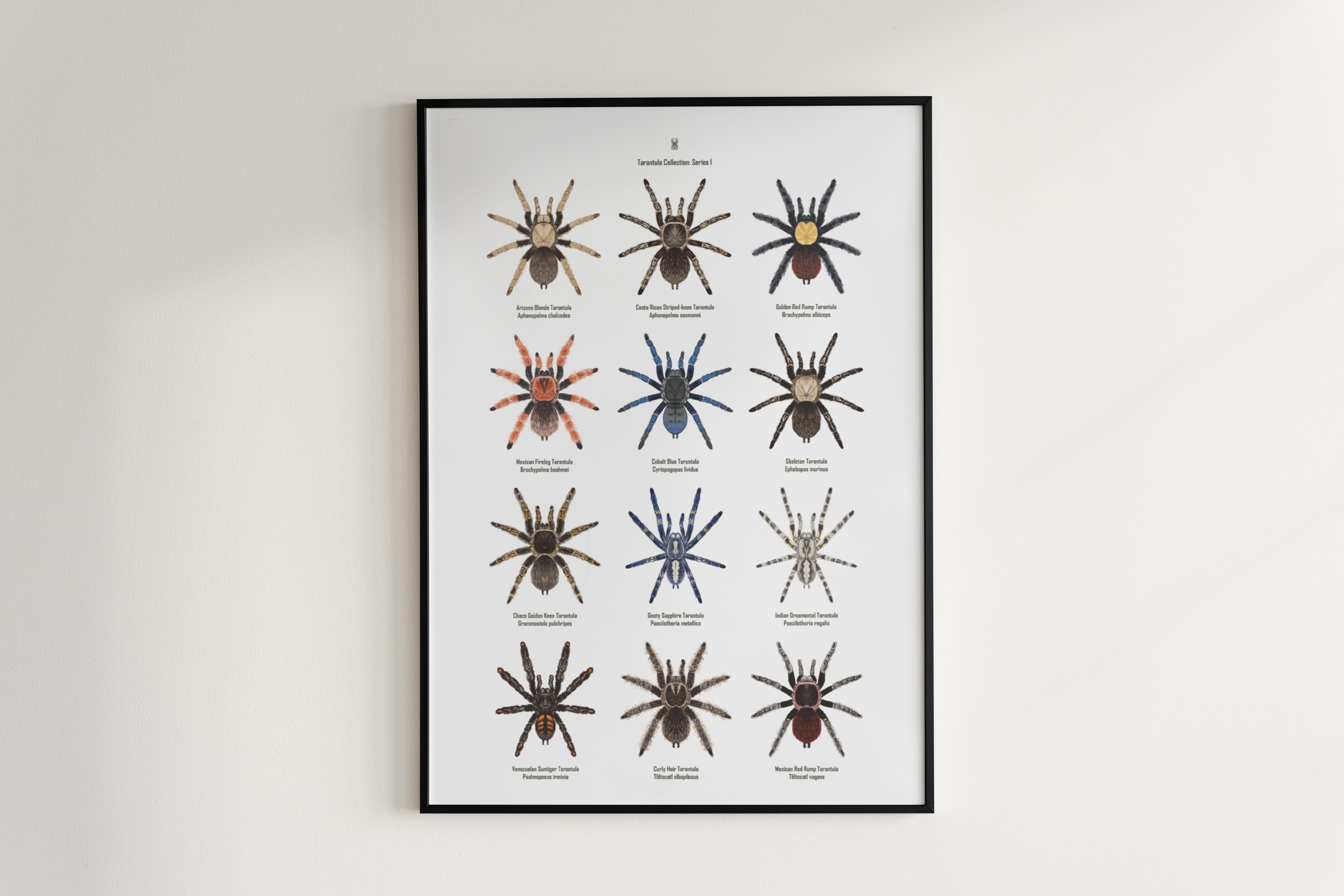 Tarantula Poster Series I, Exotic Spider Wall Art, Nature-Inspired ...
