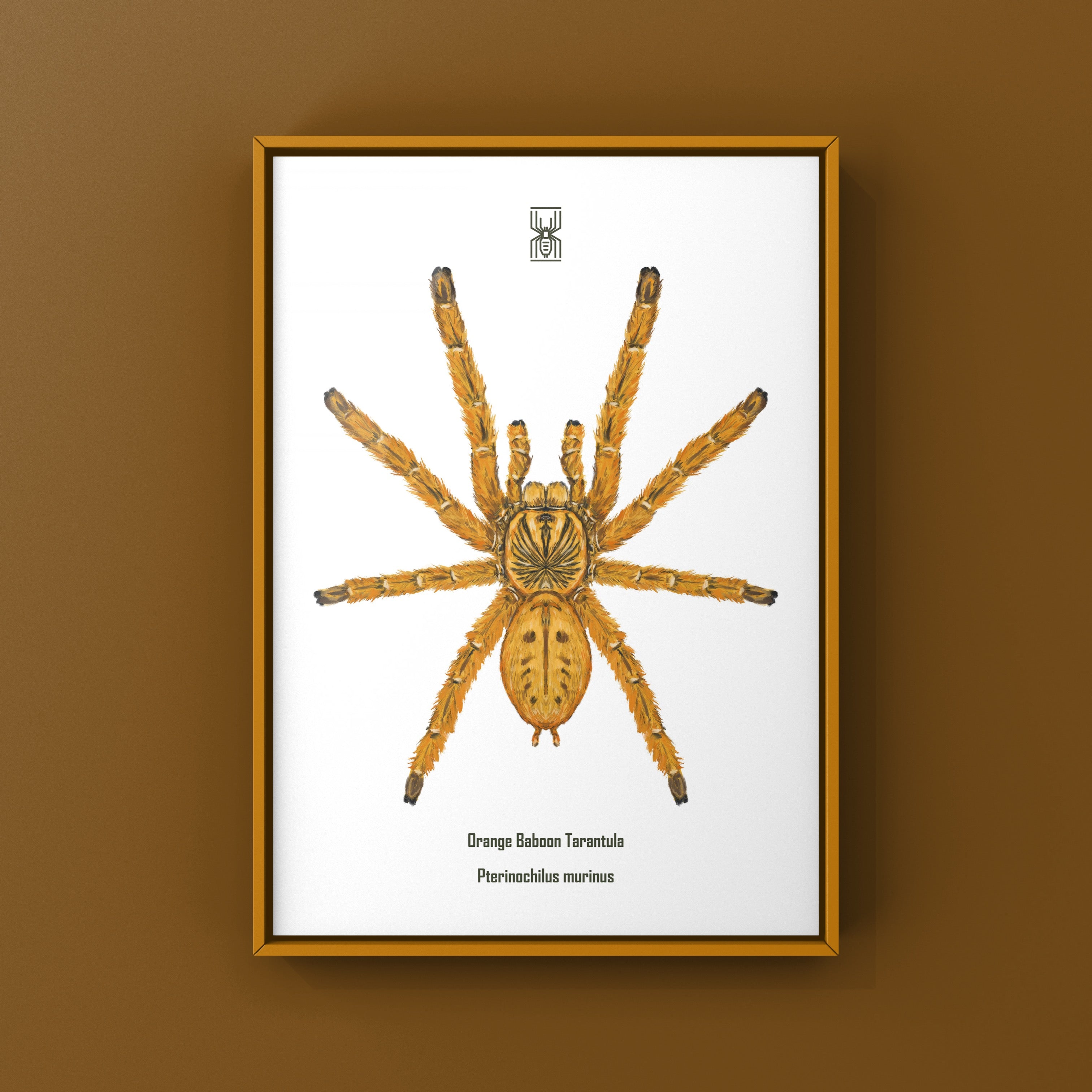 Orange Baboon Tarantula, Pterinochilus Murinus, Photographic Art Print ...