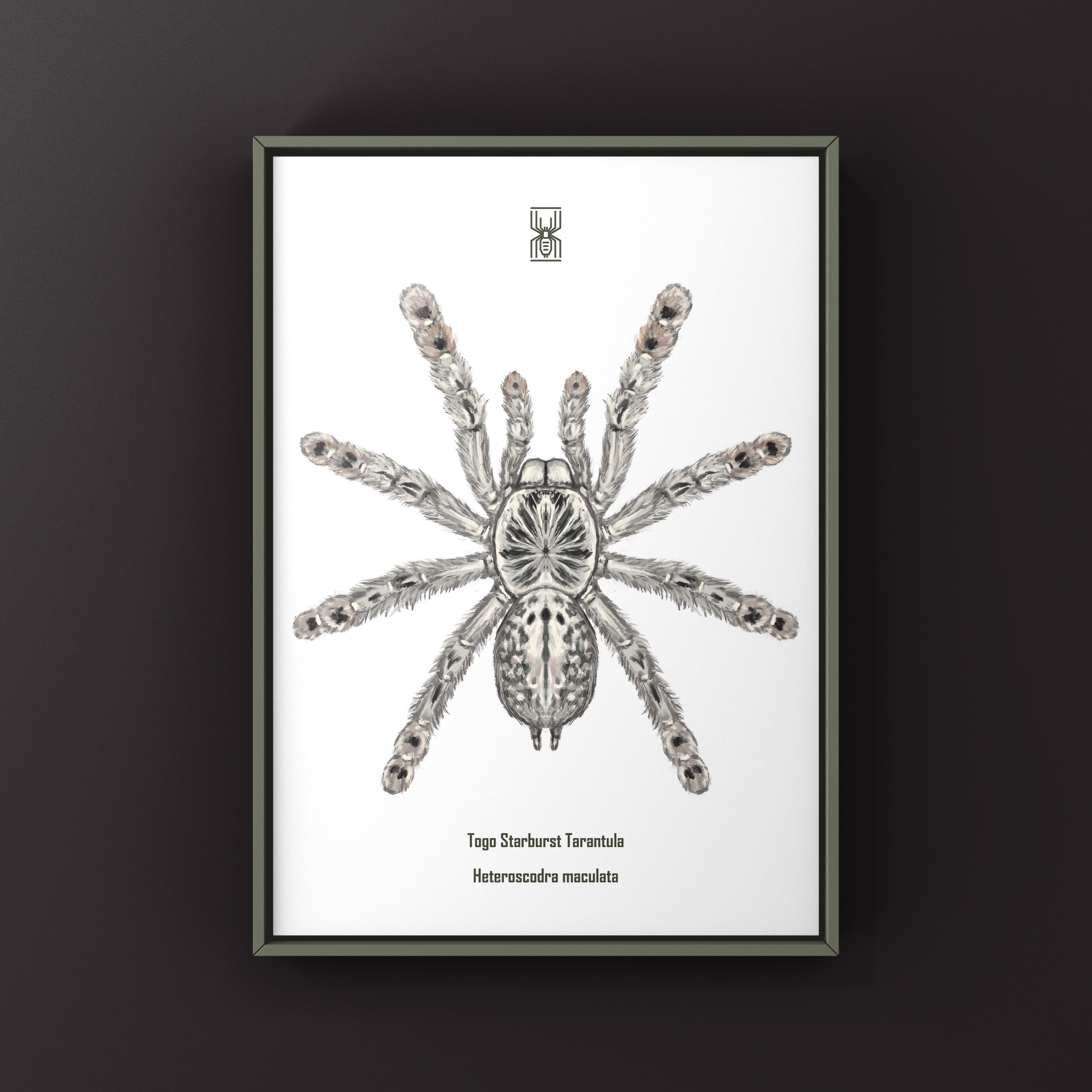 Togo Starburst Tarantula, Heteroscodra Maculata, Photographic Art Print ...